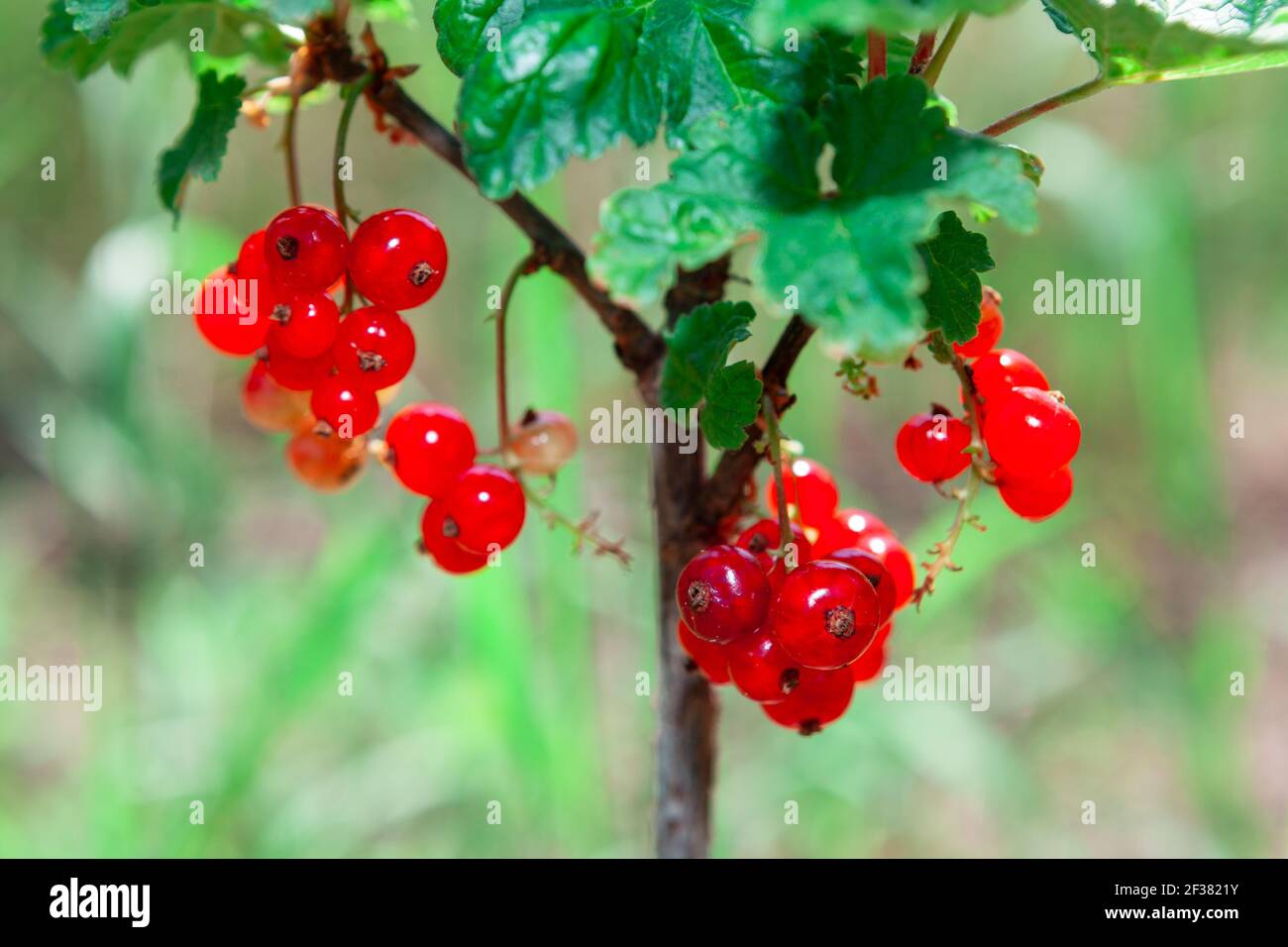 Red currants using for jellies . Fast growing deciduous shrubs with red ...