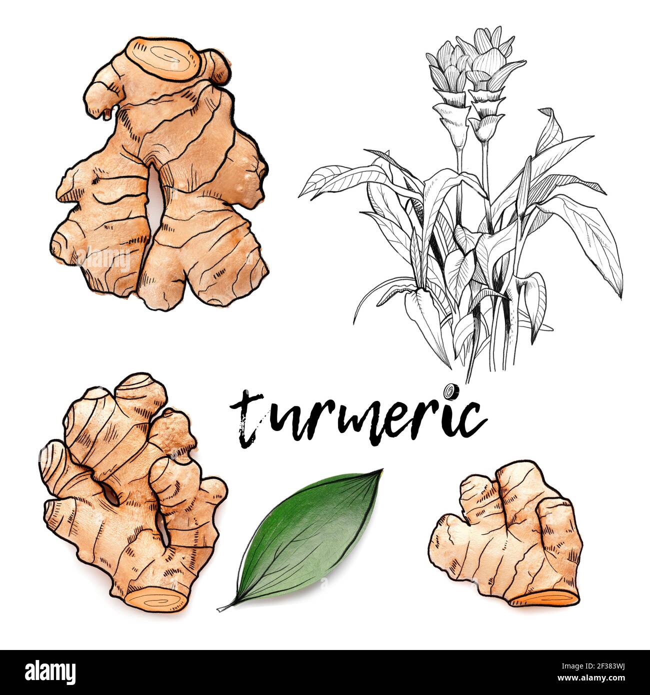 Turmeric plant illustration hi-res stock photography and images - Alamy