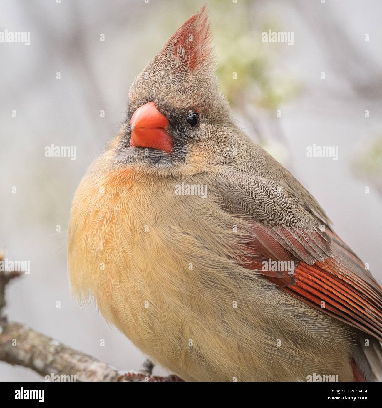 A female northern cardinal closeup Stock Photo - Alamy