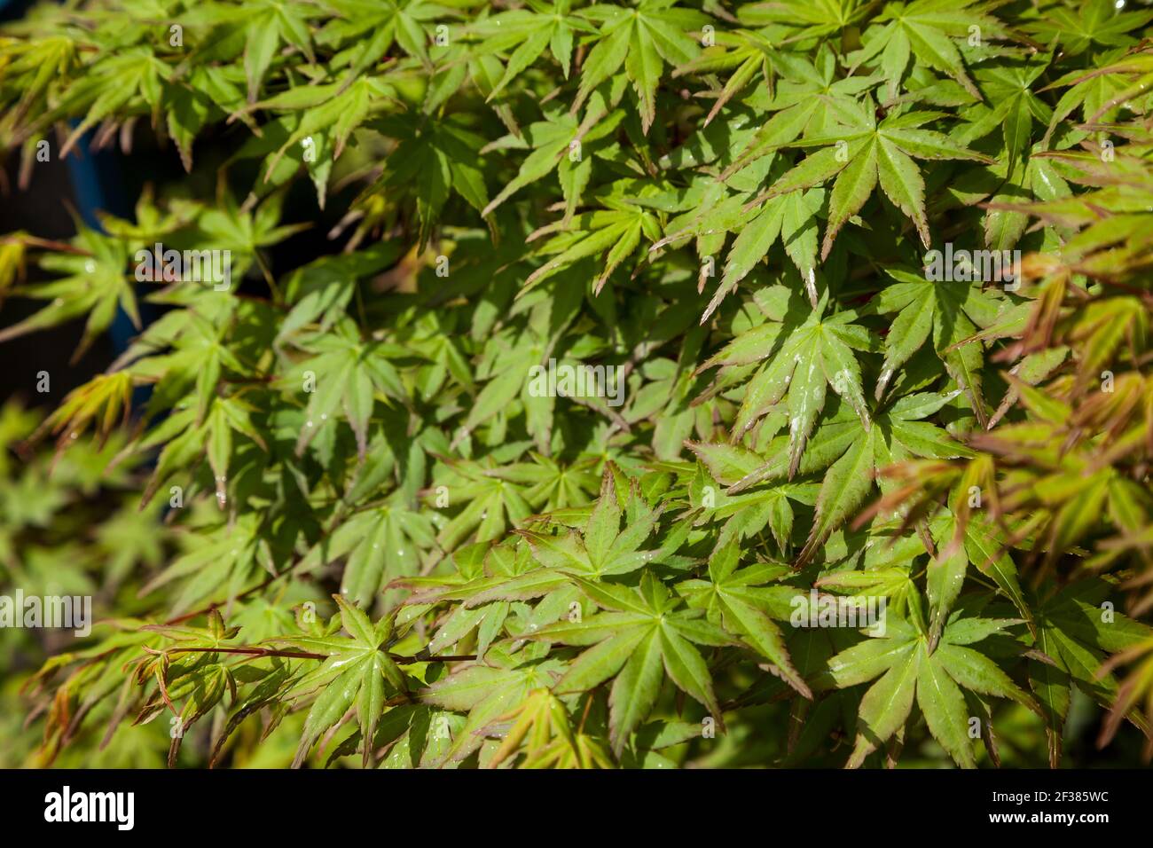 Green maple leaf., three maple leaves have changed color in fall Stock ...