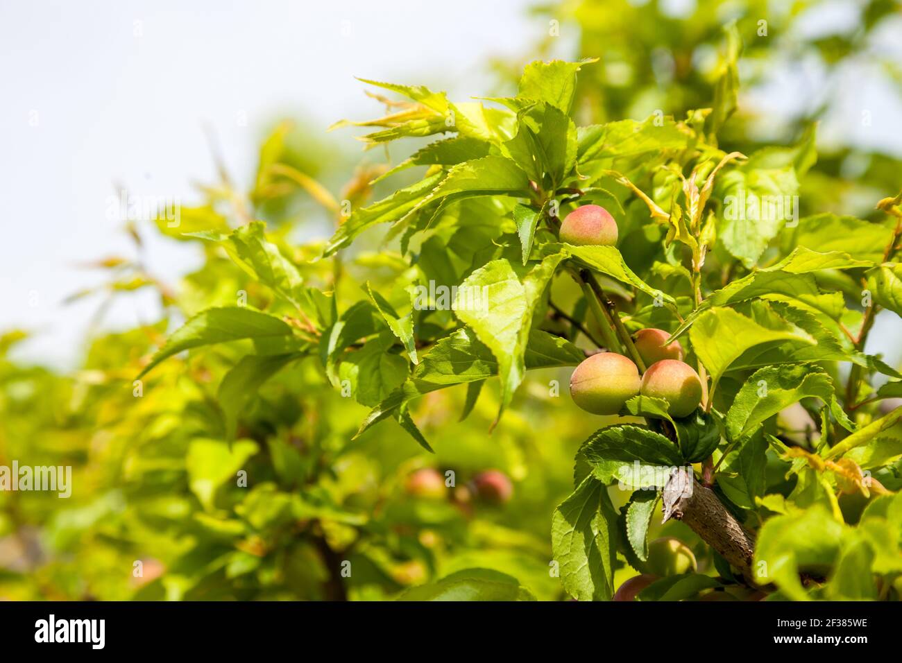 Plum wine japan hi-res stock photography and images - Alamy