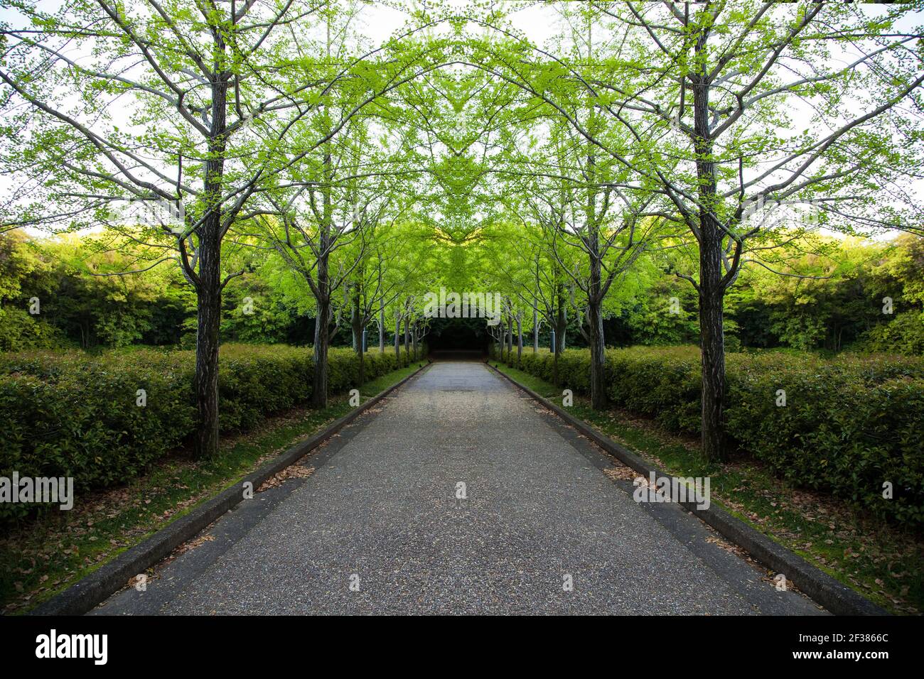 Roadside green ginkgo tree in Japan Stock Photo - Alamy