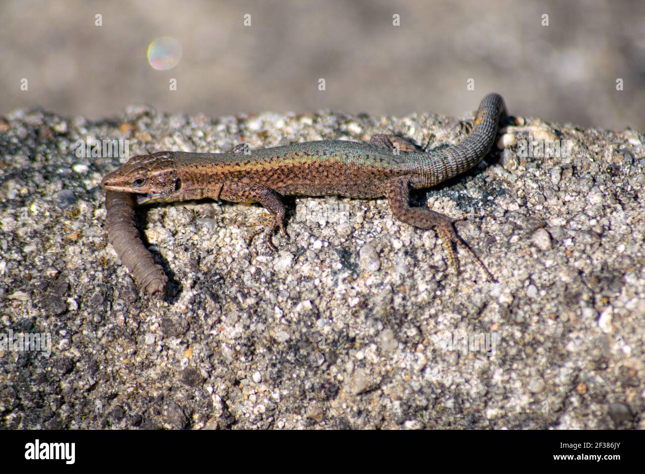 European Lizard with worms in the mouth, lagartixa portuguesa Stock ...