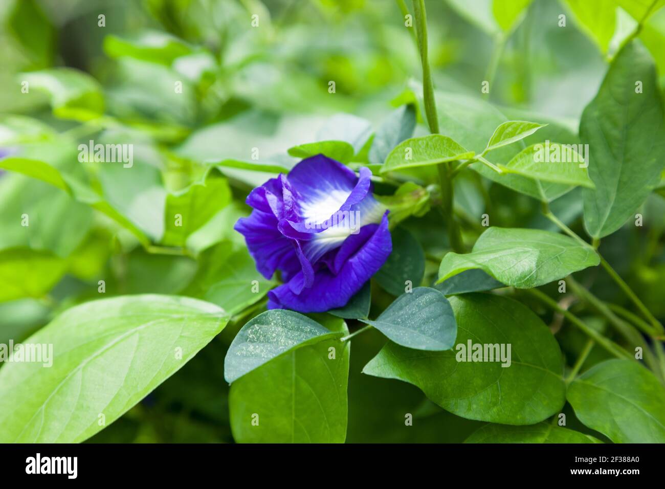 Butterfly Pea flowers blossom with nature background Stock Photo - Alamy