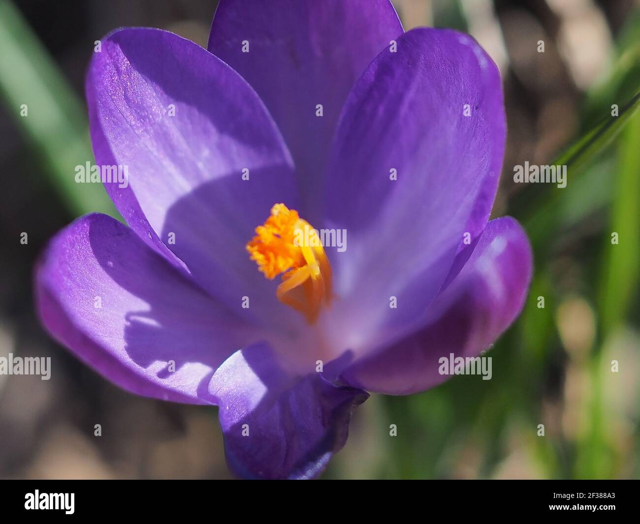 Closeup crocus late winter hi-res stock photography and images - Alamy