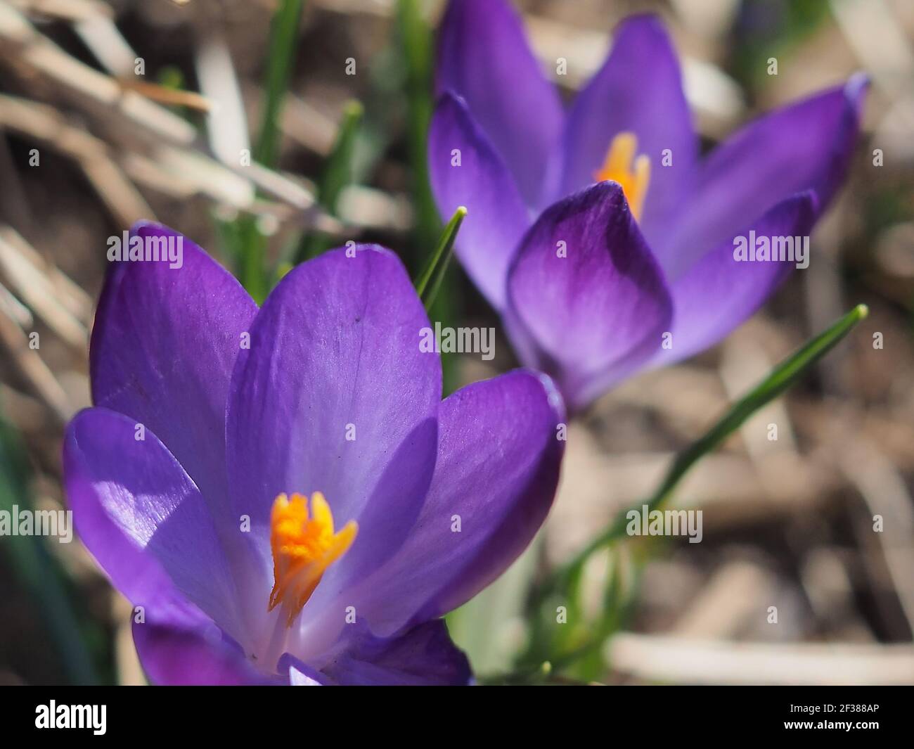 Closeup crocus late winter hi-res stock photography and images - Alamy