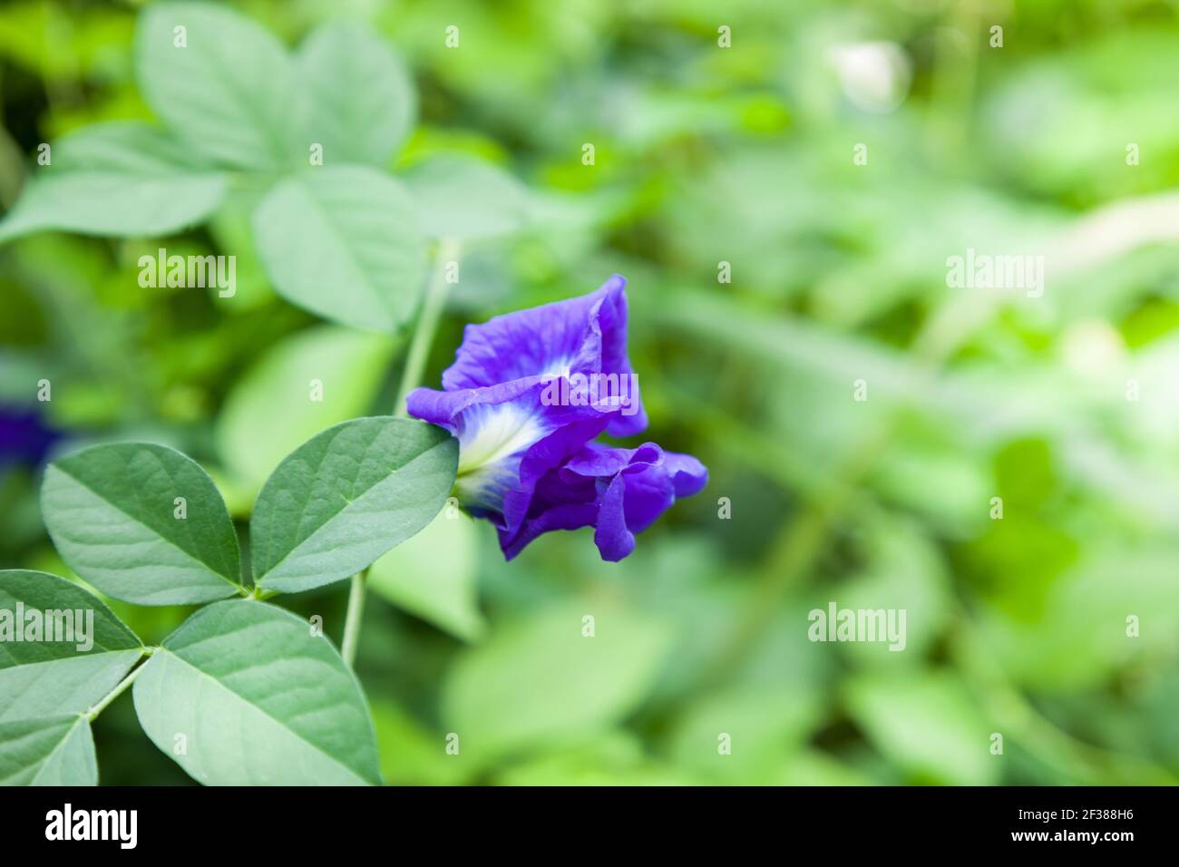 Butterfly Pea flowers blossom with nature background Stock Photo - Alamy