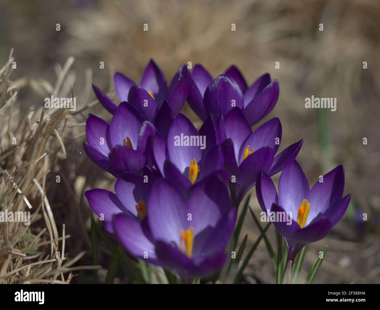 Closeup crocus late winter hi-res stock photography and images - Alamy