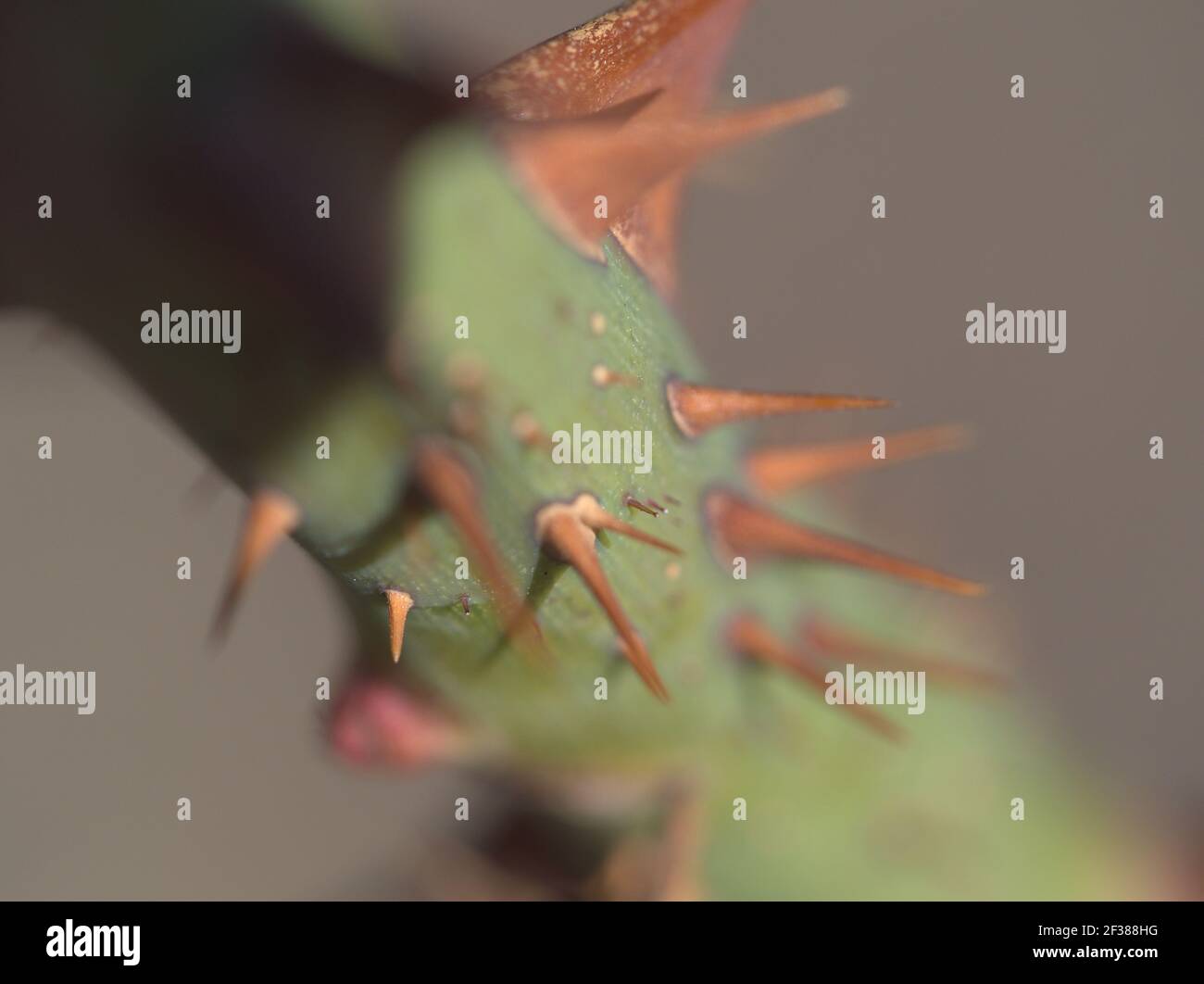 Macro of Rose stem with thorns Stock Photo - Alamy