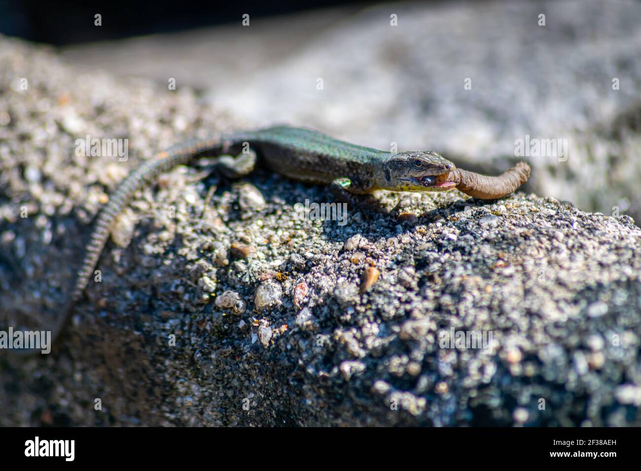 European Lizard with worms in the mouth, lagartixa portuguesa Stock ...