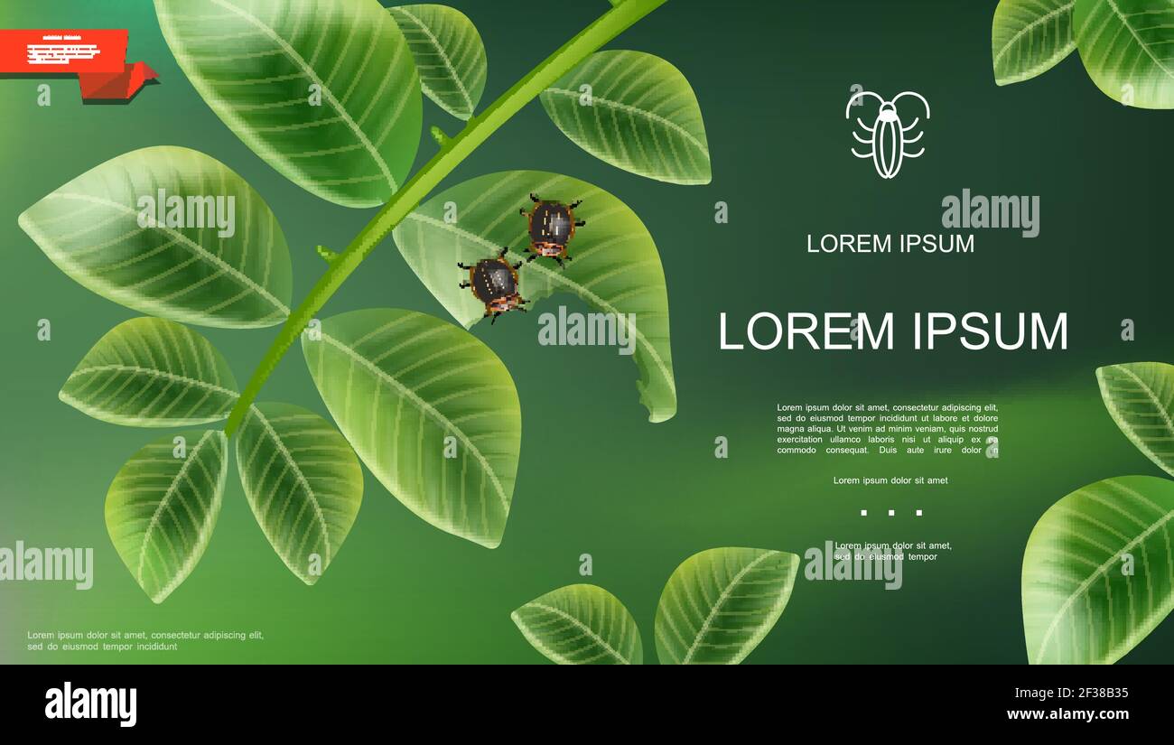 Realistic insects natural template with colorado beetles on potato ...