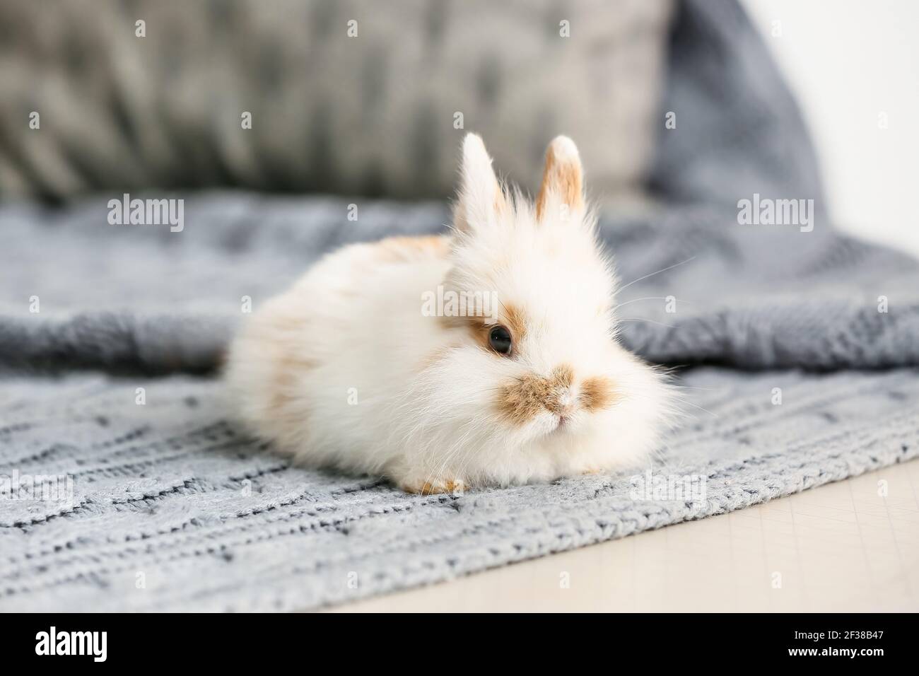Cute rabbit on table in room Stock Photo - Alamy