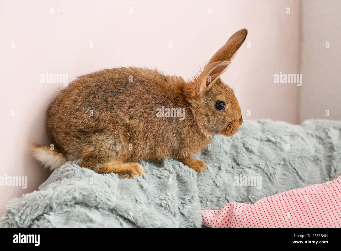 Cute rabbit on armchair in room Stock Photo - Alamy