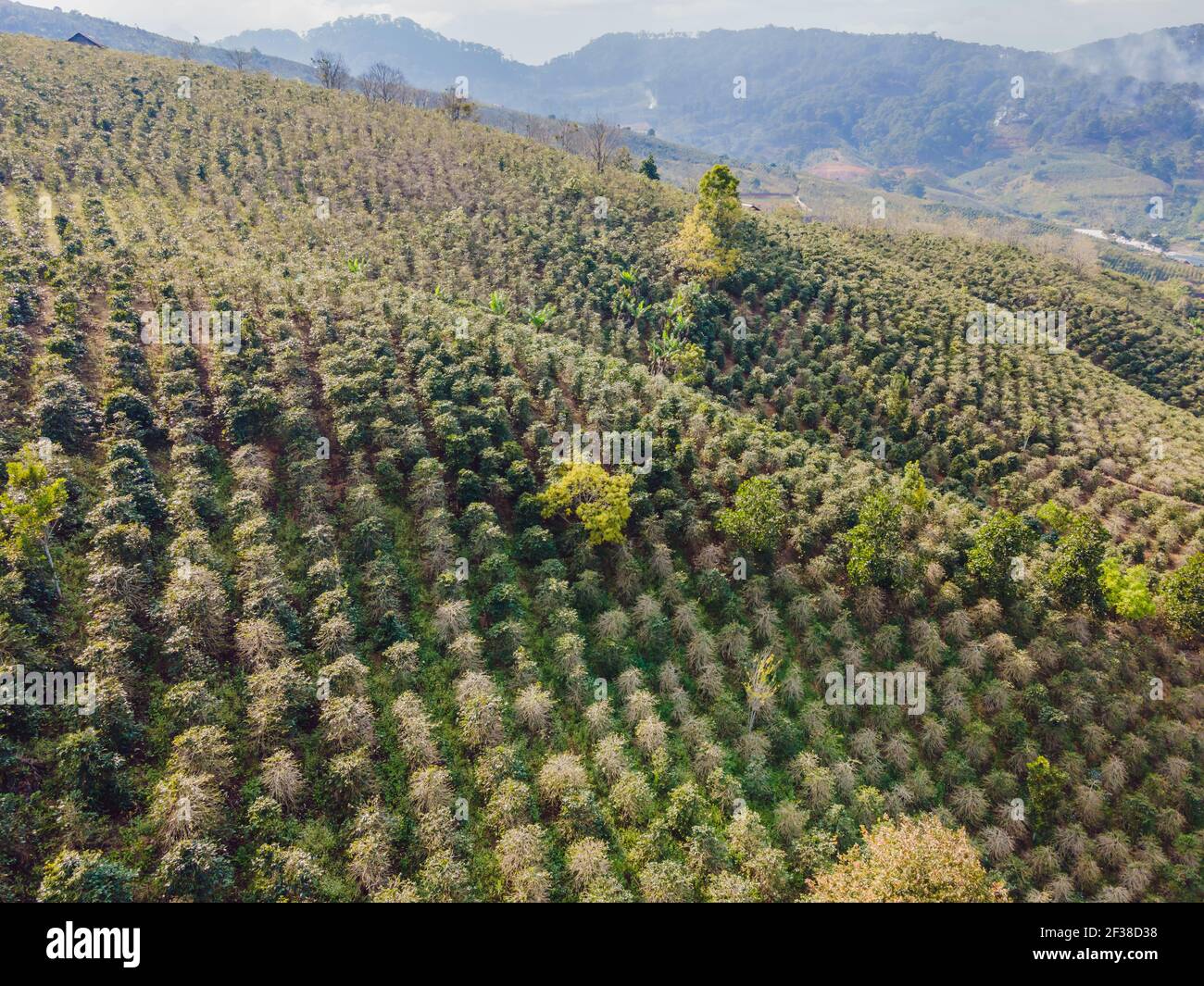 Aerial view coffee plantation in hi-res stock photography and images ...