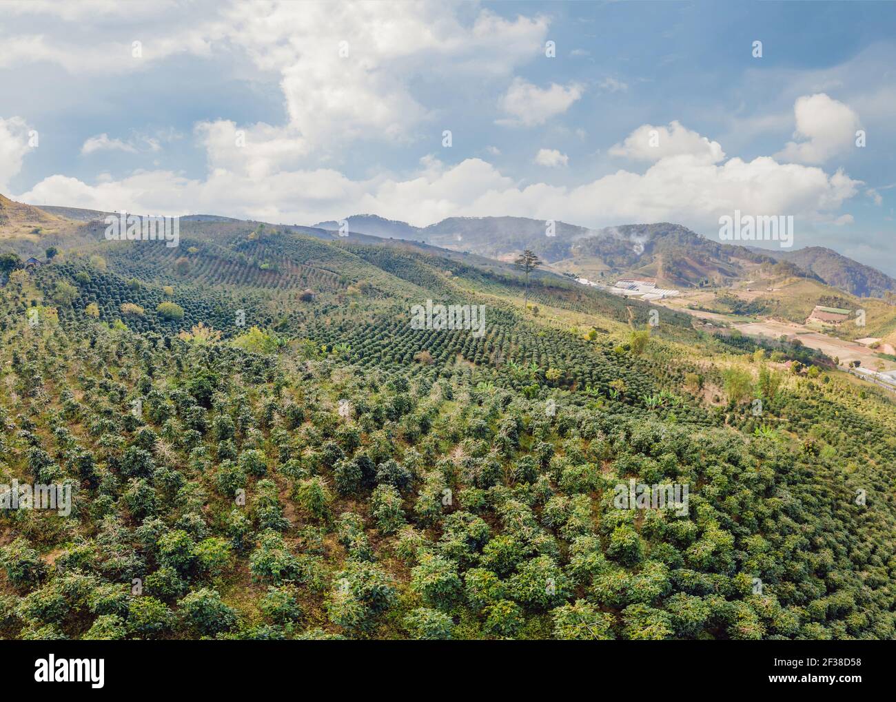 Vietnam coffee plantation hi-res stock photography and images - Alamy