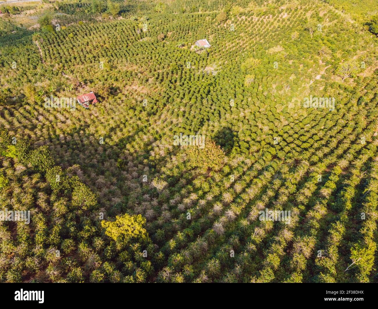 Aerial drone view of a green coffee field in Vietnam Stock Photo - Alamy