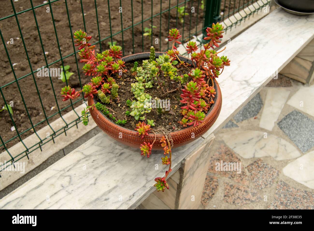 Succulent Plants: Fascinating collections of plants home gardening ...