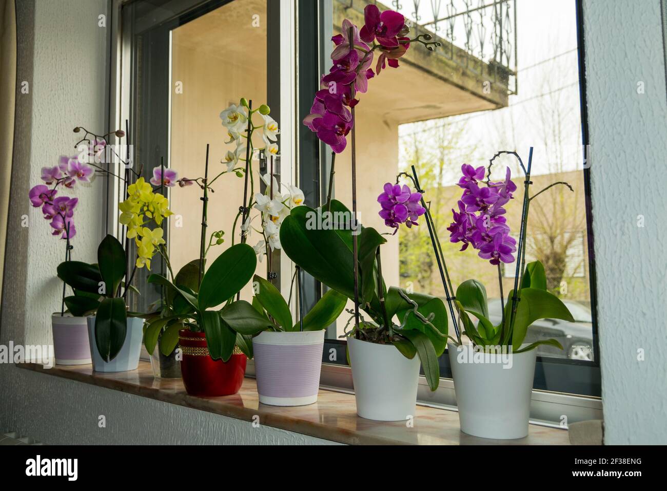 All colors of orchids hi-res stock photography and images - Alamy