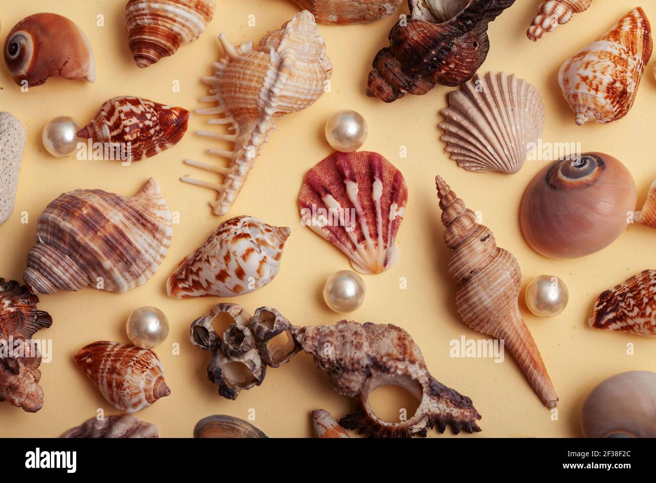 a lot of different empty sea shells on yellow background, macro details ...