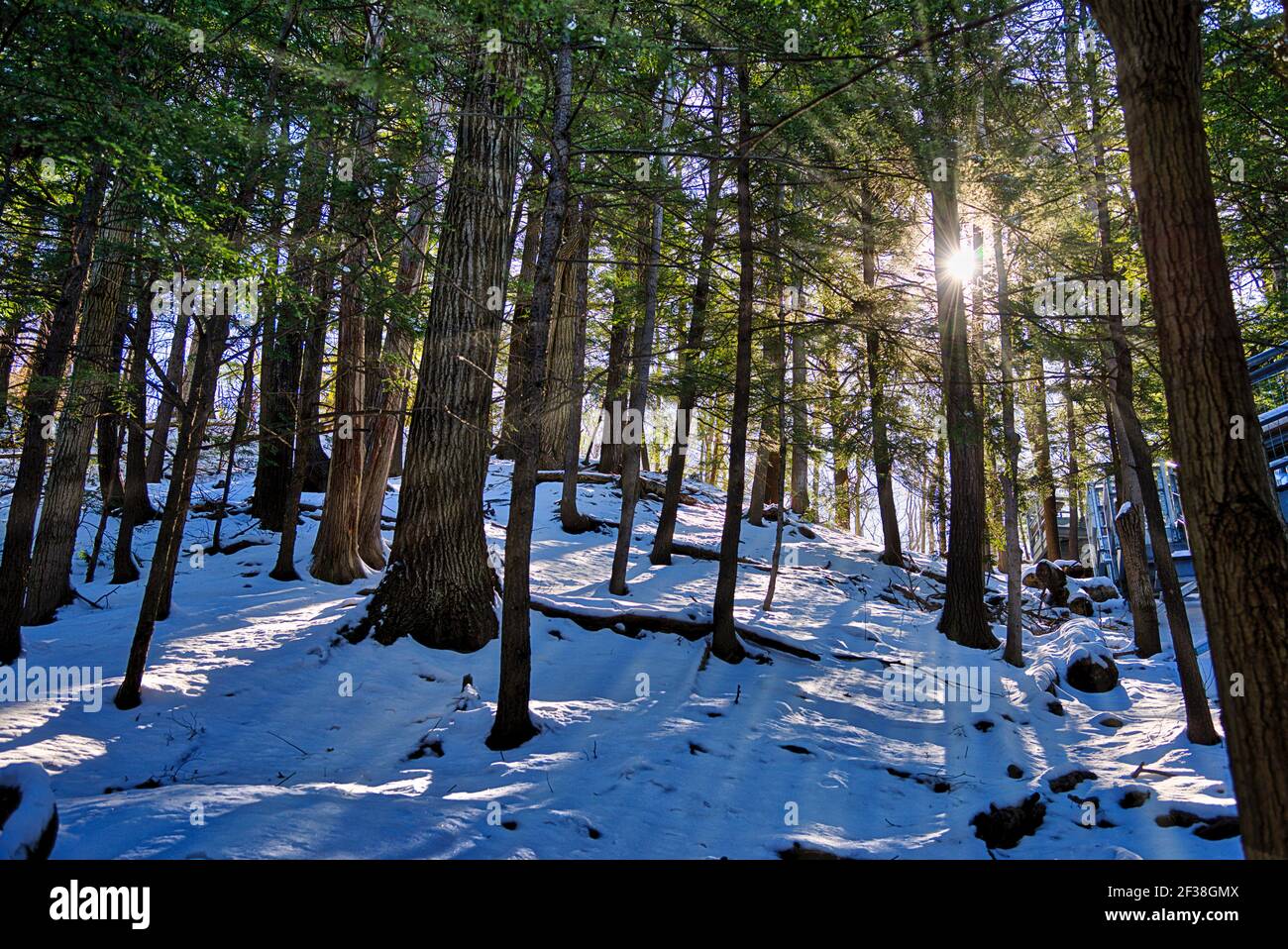 Sun rays peer through the trees on a snowy forest Stock Photo - Alamy