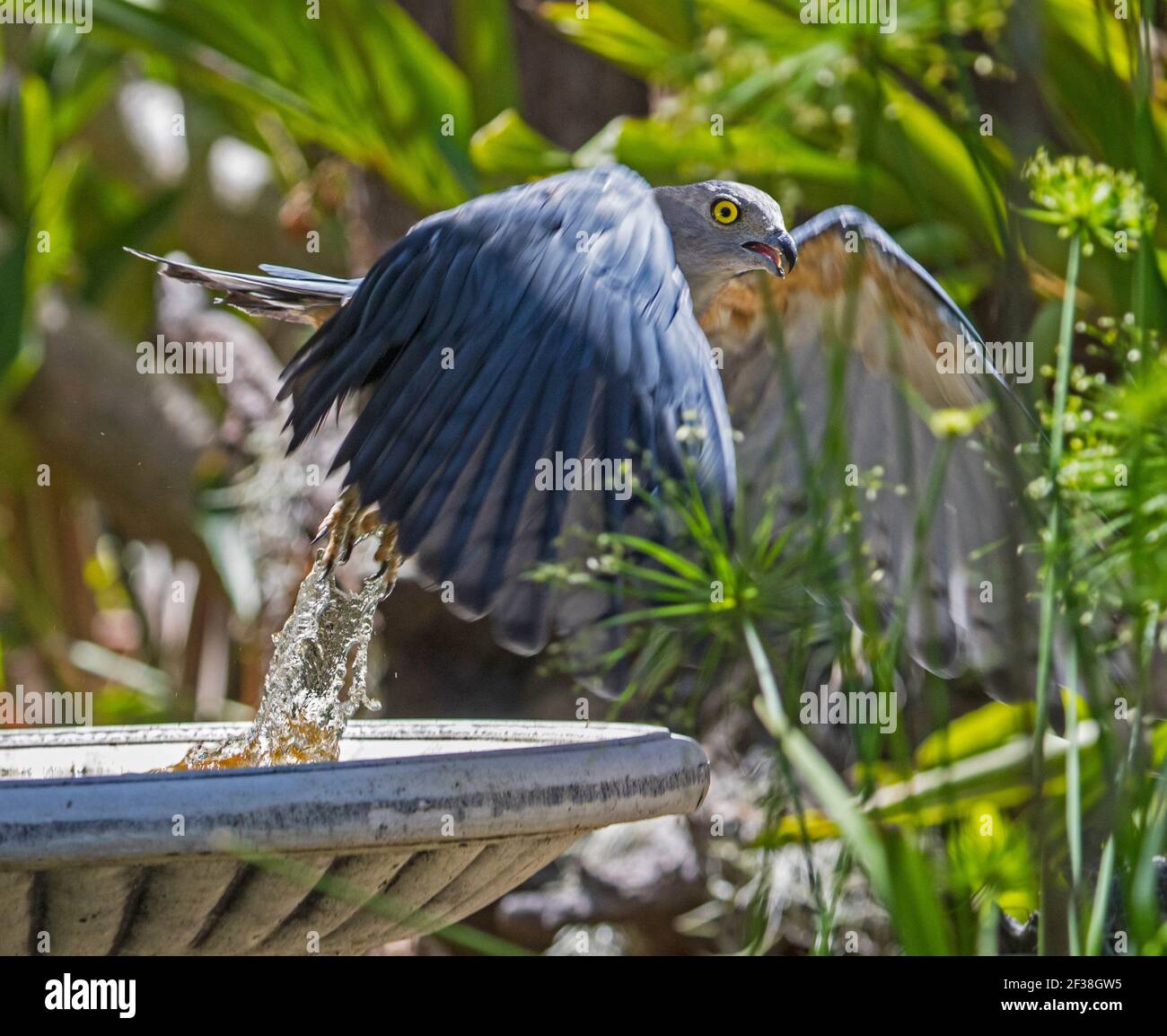 Pacific Baza / Crested Hawk. Aviceda subcristata, bird of prey in ...