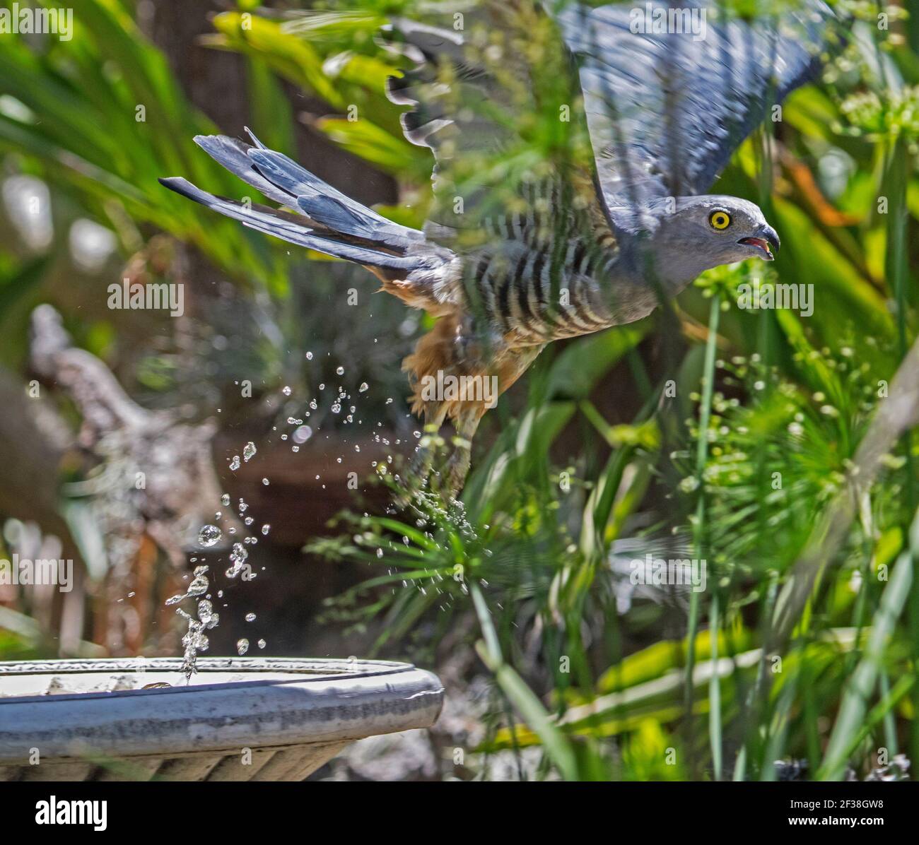 Pacific Baza / Crested Hawk. Aviceda subcristata, bird of prey in ...