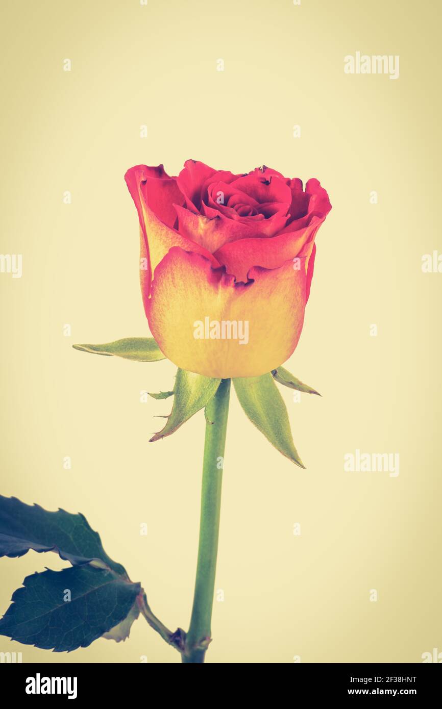 Beautiful single yellow red rose, vintage tone Stock Photo - Alamy