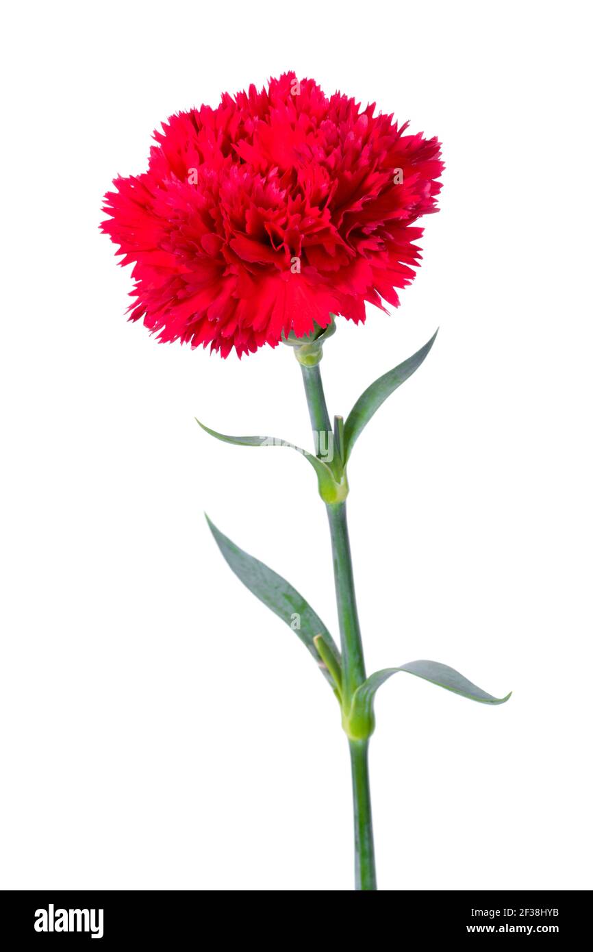 Beautiful single flower hi-res stock photography and images - Alamy