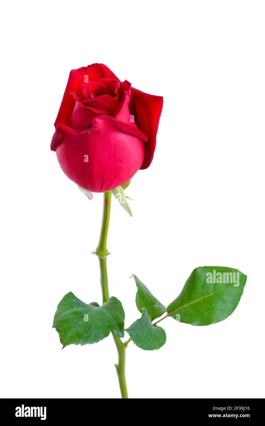 Beautiful Red And White Rose