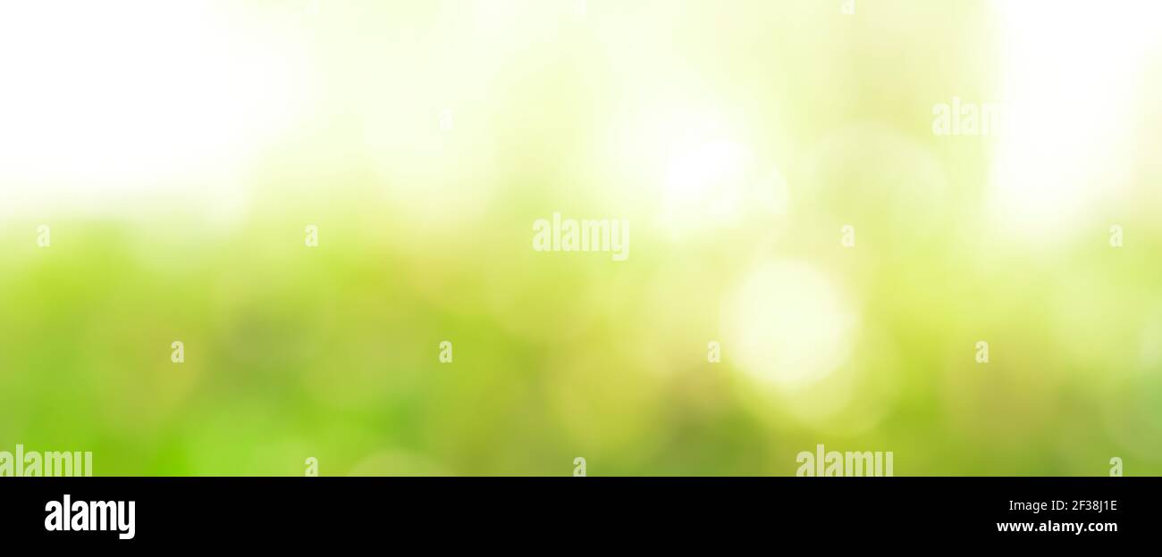 Abstract light green bokeh panoramic header background Stock Photo - Alamy