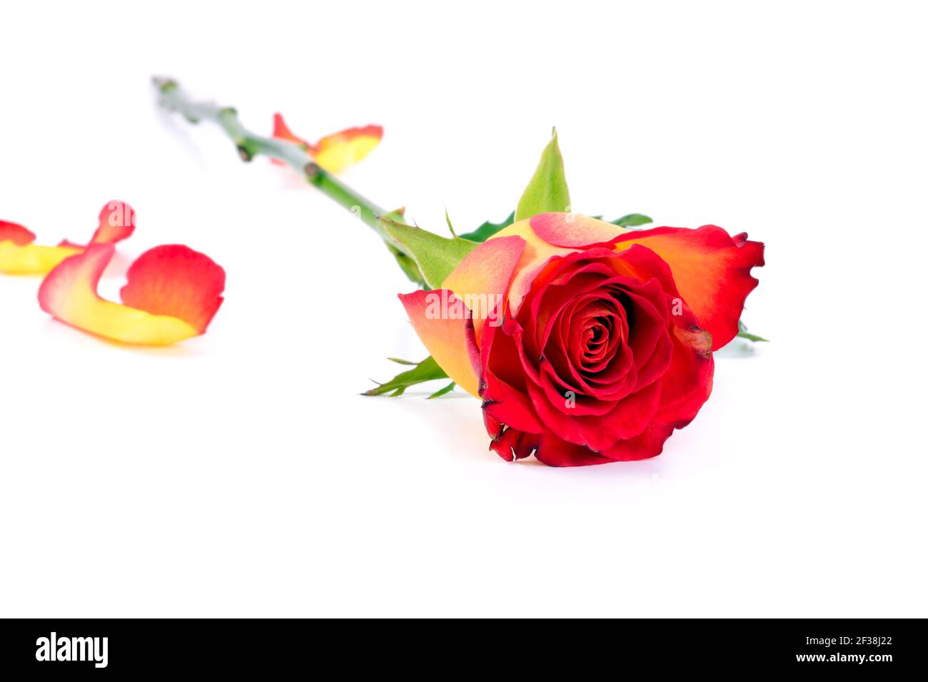 Beautiful lay down yellow-red rose on white background Stock Photo - Alamy