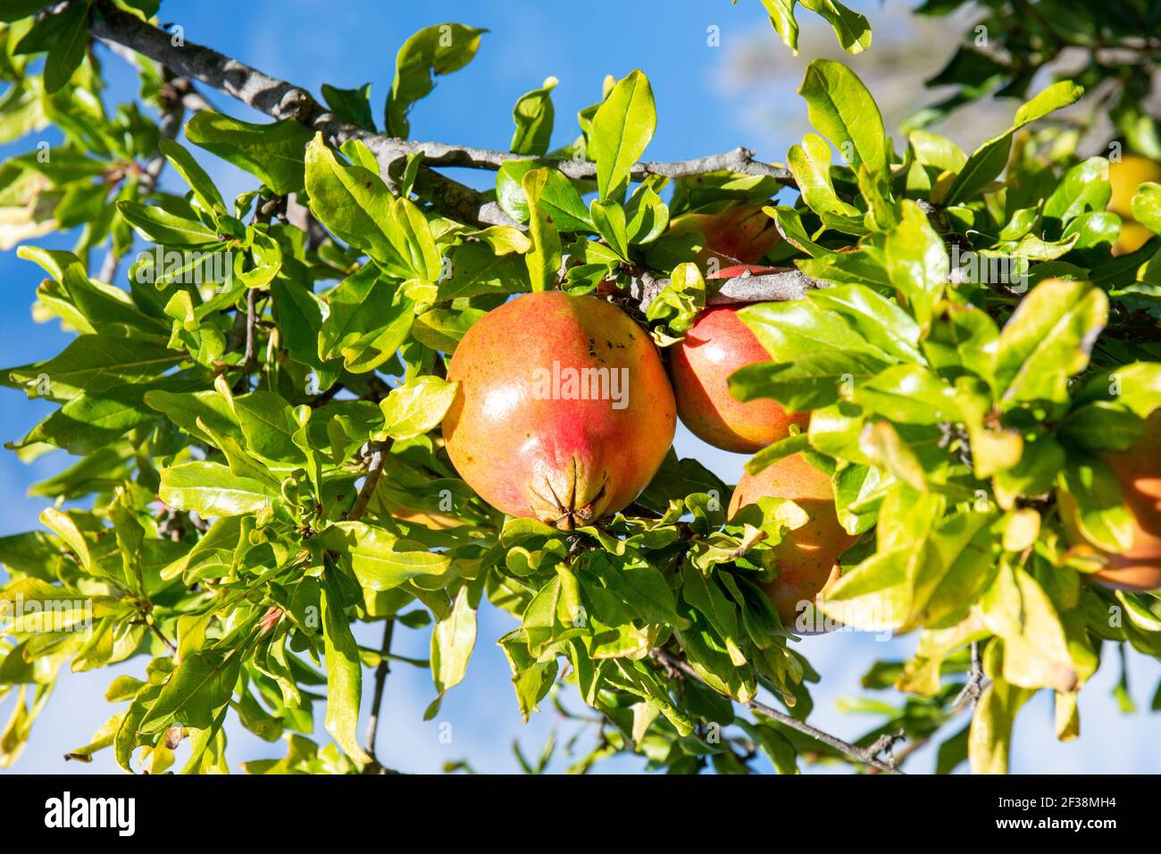 Fruit pomegranate tree hi-res stock photography and images - Alamy