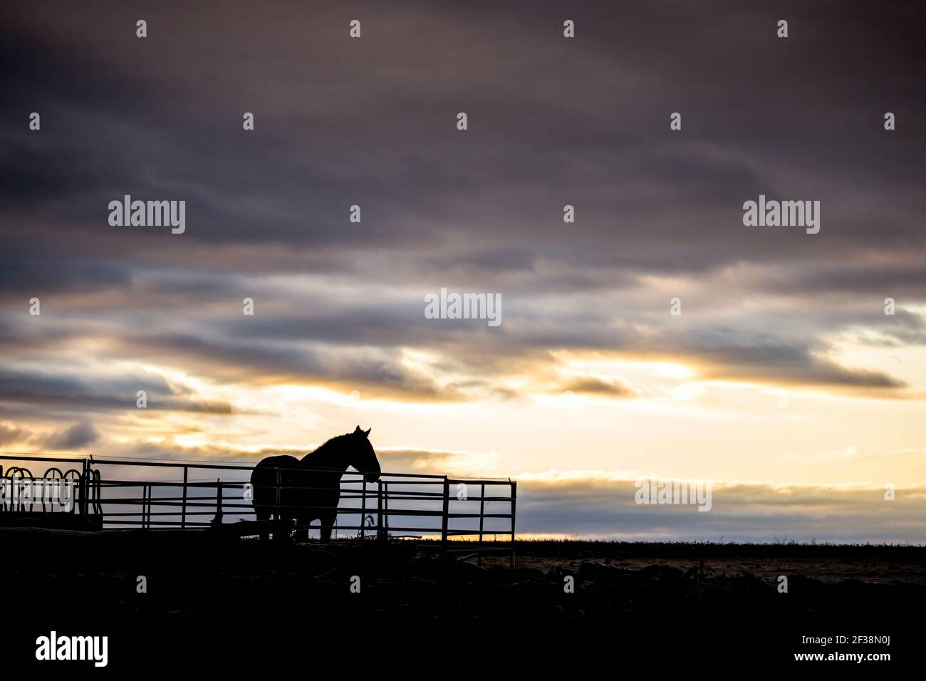 Lone horse stands hi-res stock photography and images - Alamy