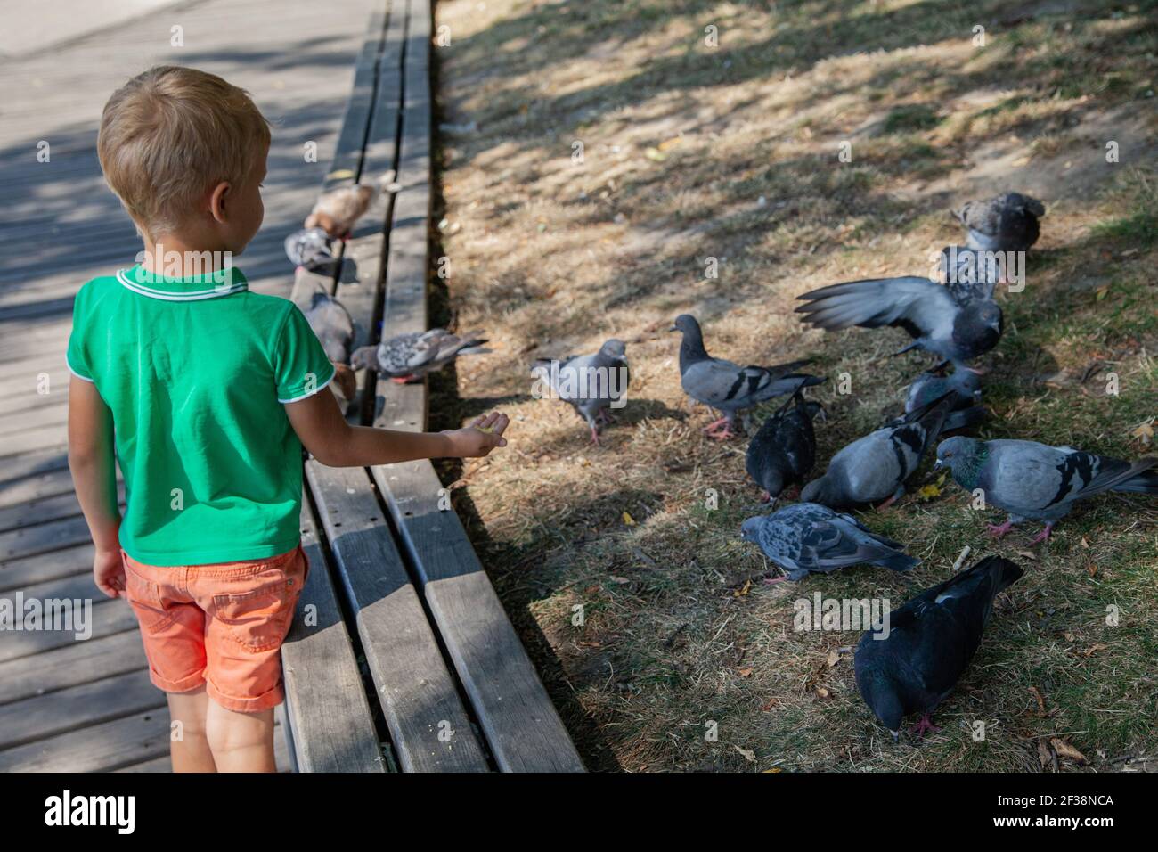 Little kid feeding pigeons on street in summer day in park Stock Photo ...