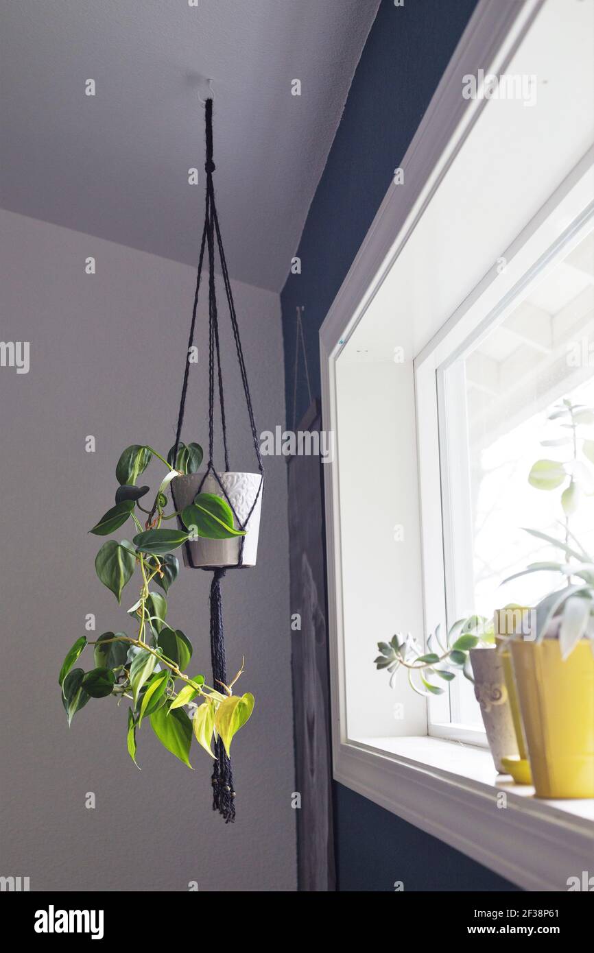 A philodendron 'brasil' plant in a hanging pot near a window Stock ...