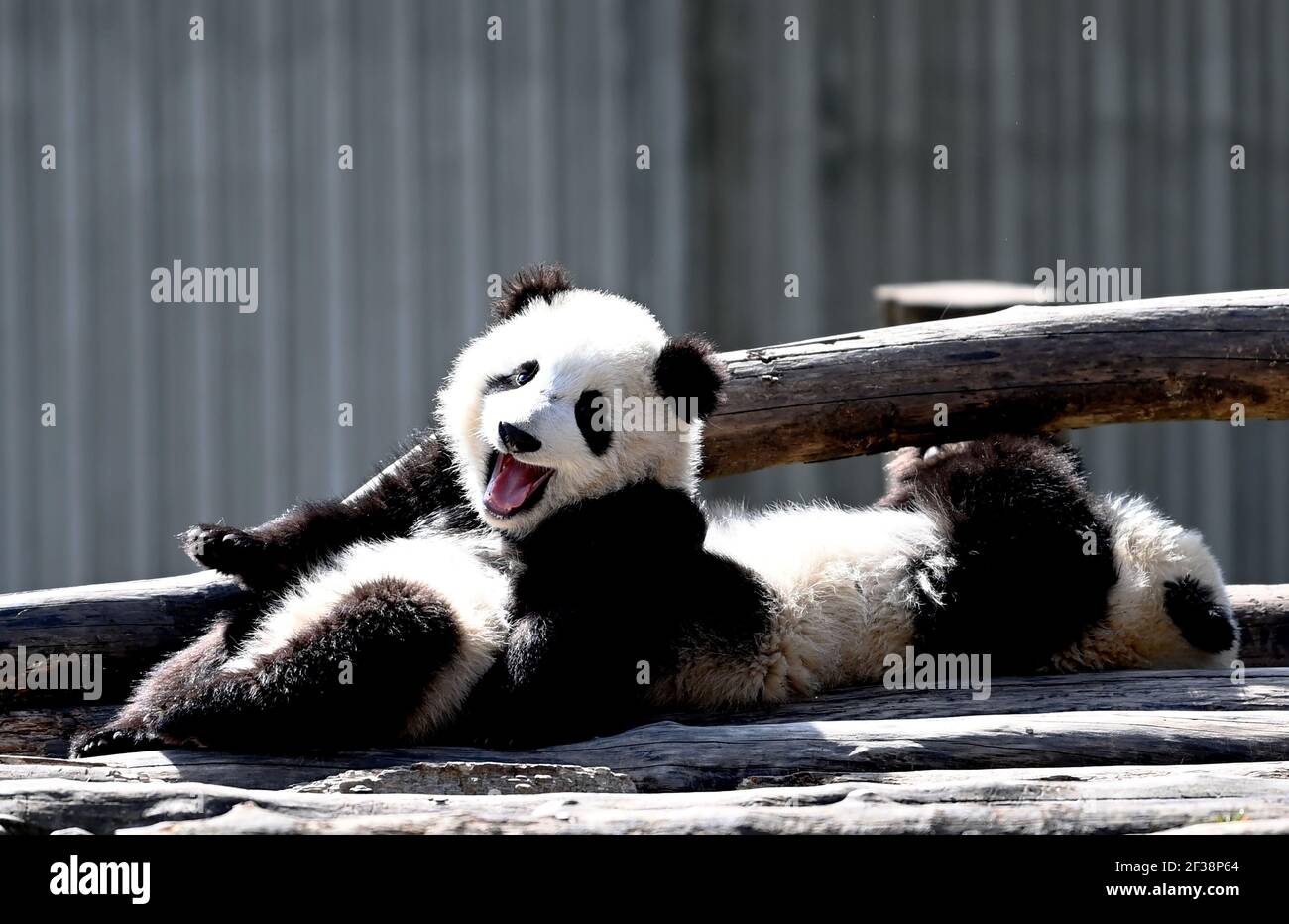 Wolong, China. 15th Mar, 2021. The baby pandas are enjoying the spring ...
