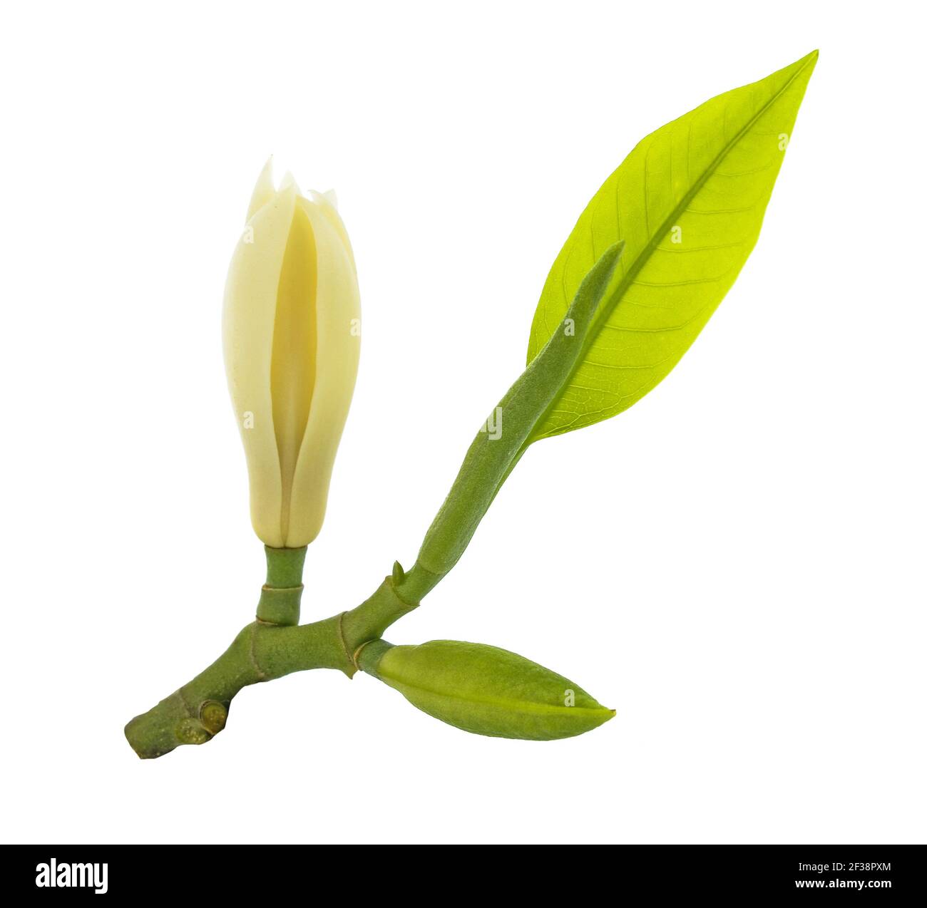 White Champaka flower isolated on white background Stock Photo - Alamy