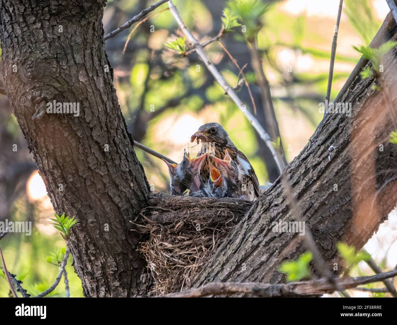 Thrush fieldfare feeding chicks with earthworms. Thrush, Turdus pilaris ...
