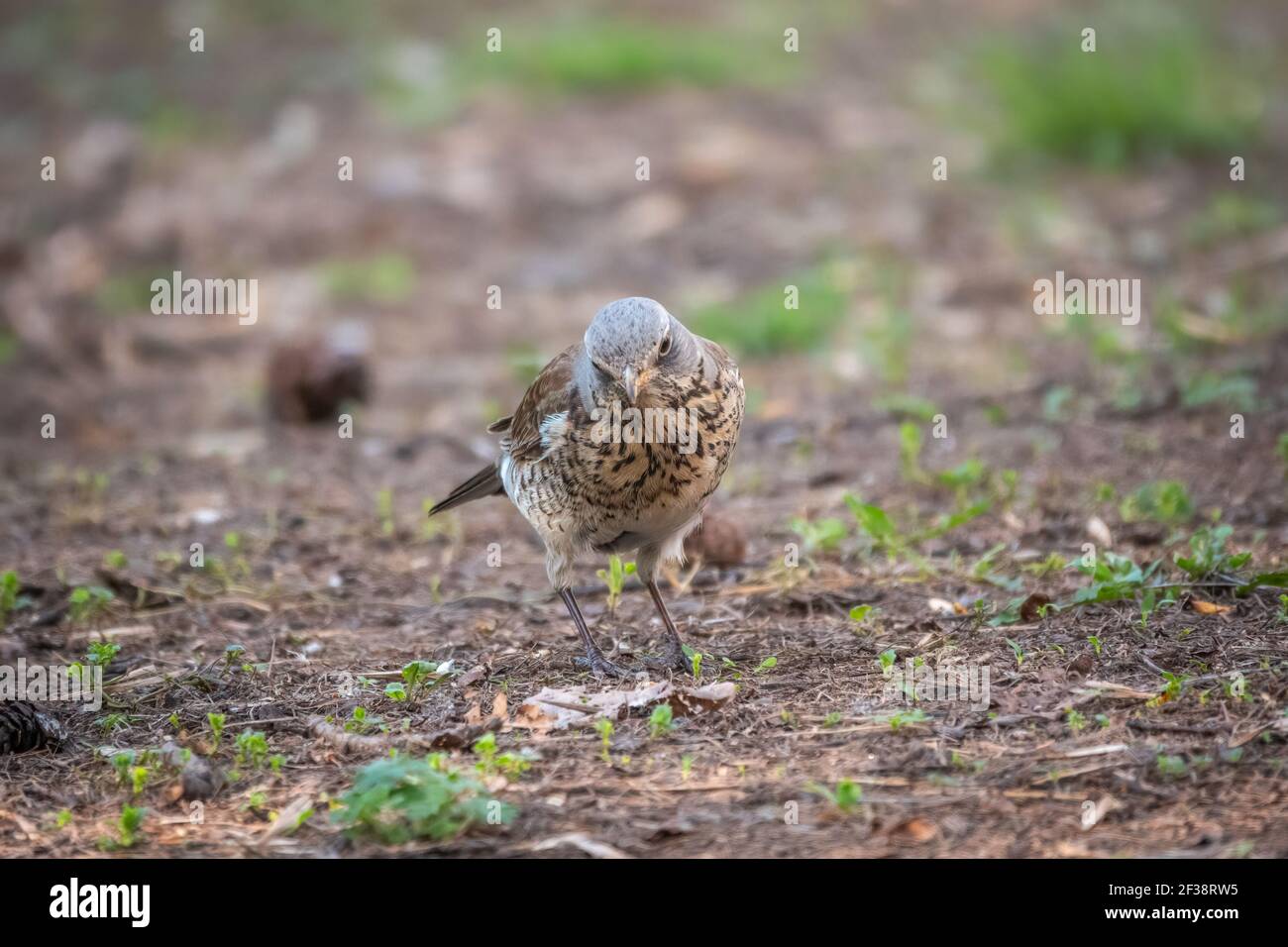 Fieldfare on a spring lawn. Fieldfare, Turdus pilaris. Close-up of ...