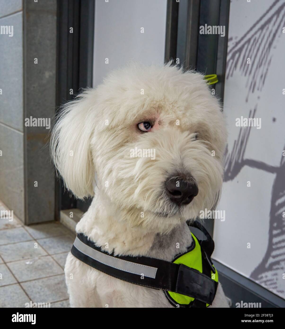 A cute giant poodle, giant teddy Stock Photo - Alamy