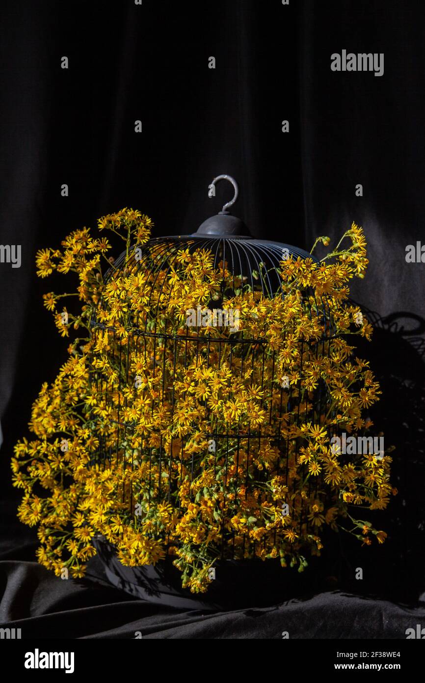 Blooming flowers in bird cage against black background Stock Photo - Alamy