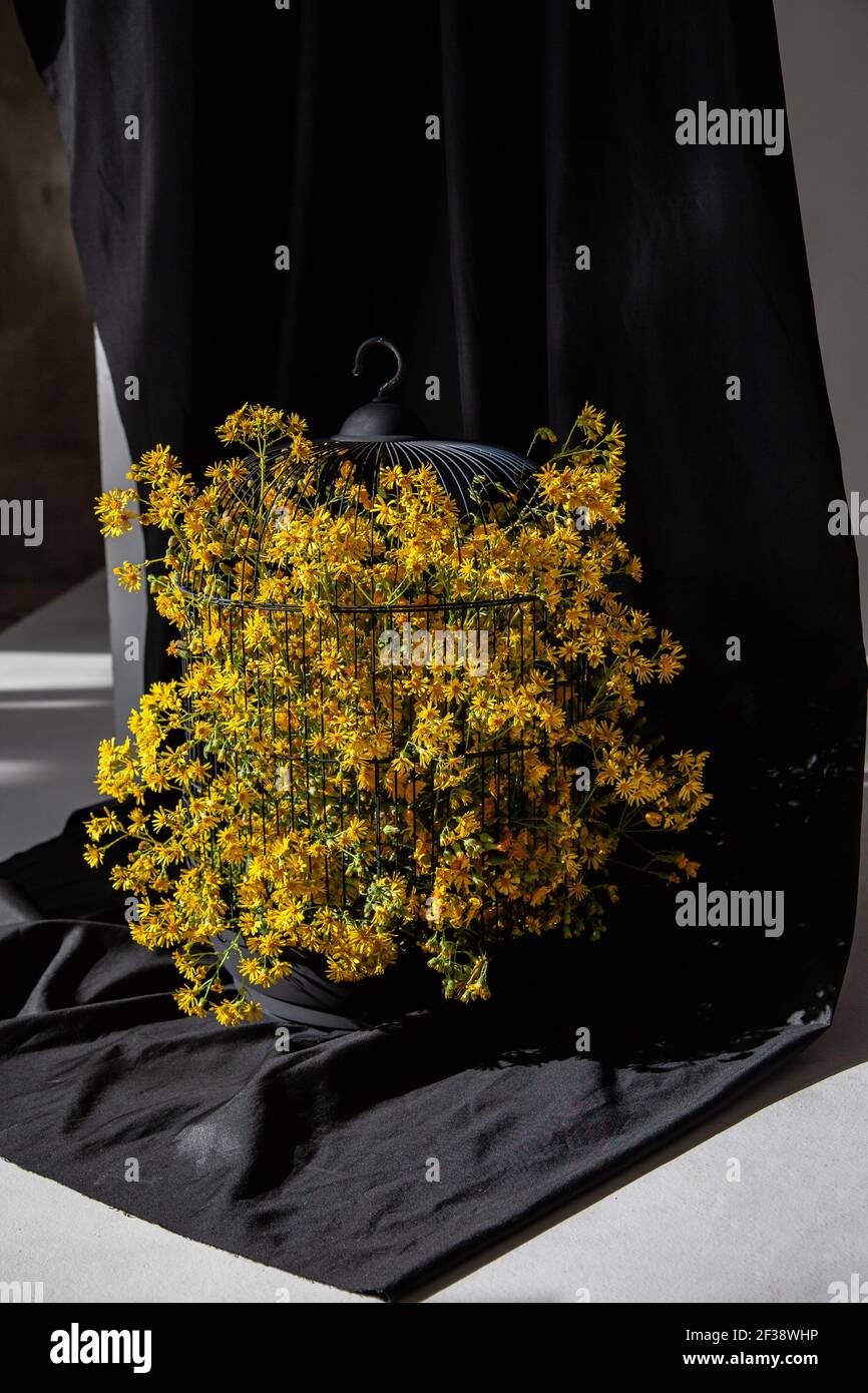 Blooming flowers in bird cage against black background Stock Photo - Alamy
