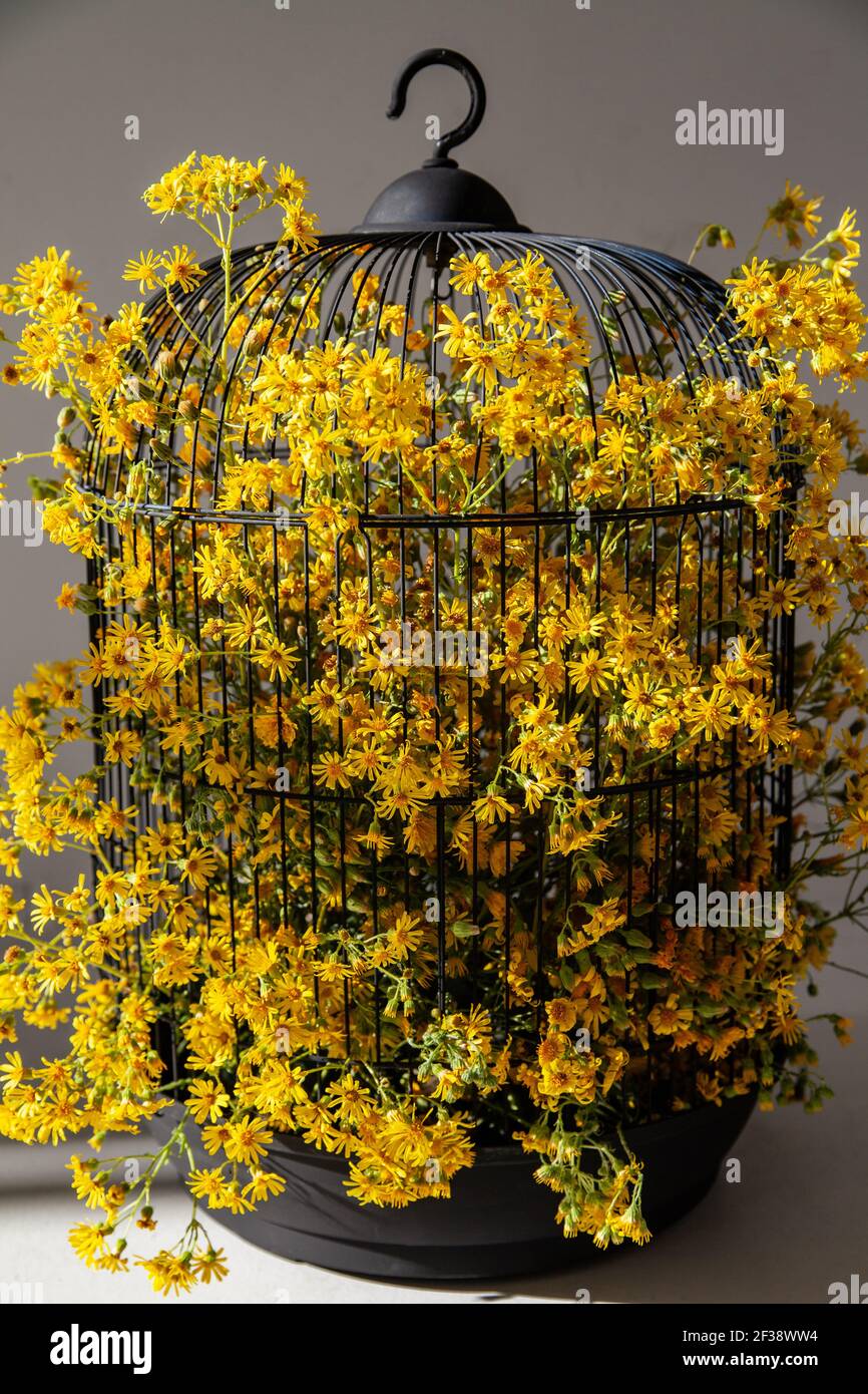 Decoration yellow cage hi-res stock photography and images - Alamy