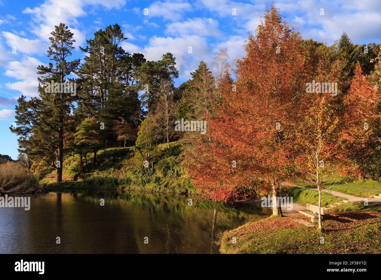 New zealand conifer tree hi-res stock photography and images - Alamy