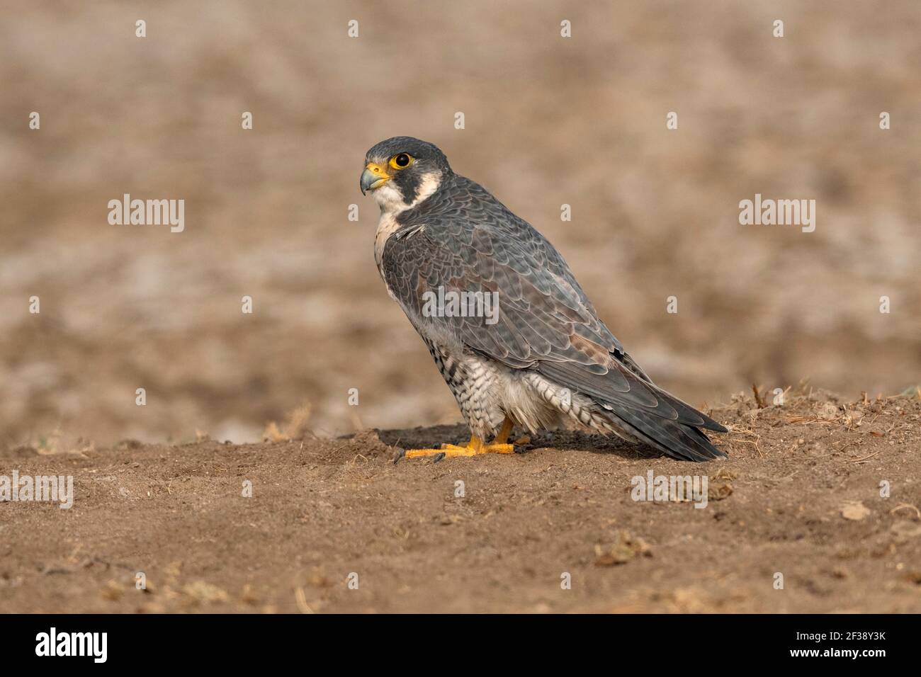 Peregrine falcon, Falco peregrinus, Little Rann of Kutch, Gujarat ...