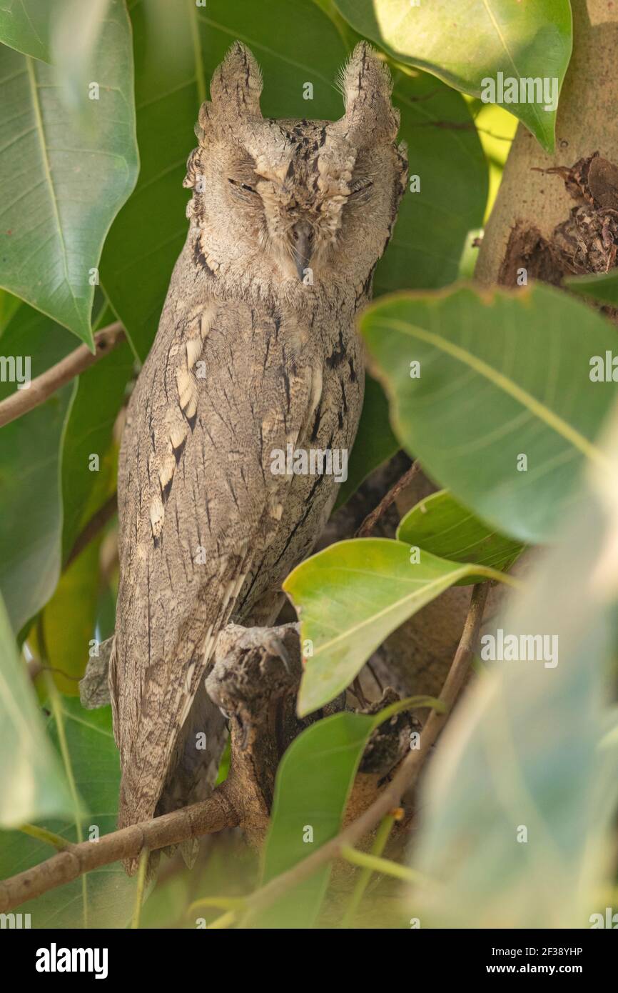 Pallid Scops Owl, Otus brucei, Little Rann of Kutch, Gujarat, India ...
