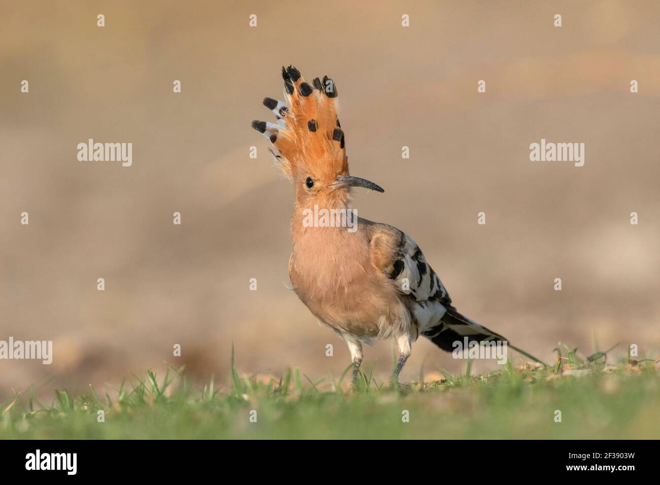 Eurasian Hoopoe, Upupa epops, Little Rann of Kutch, Gujarat, India ...