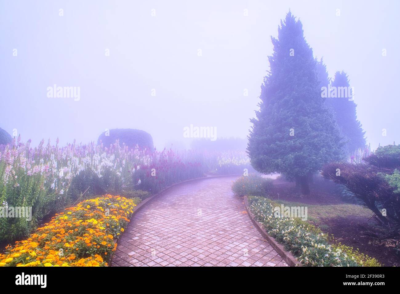 Landscaping with walkway in the garden in the mist Stock Photo - Alamy
