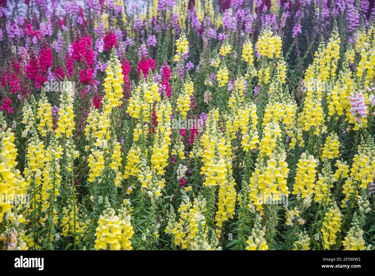 Antirrhinum majus dragon flower in hi-res stock photography and images ...