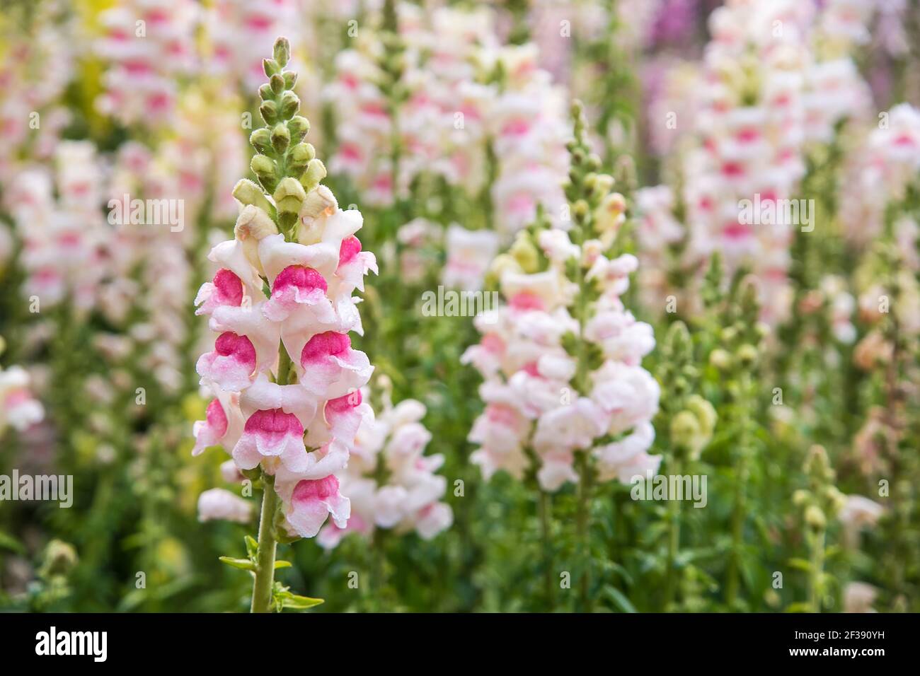 Red snap dragon plant hi-res stock photography and images - Alamy